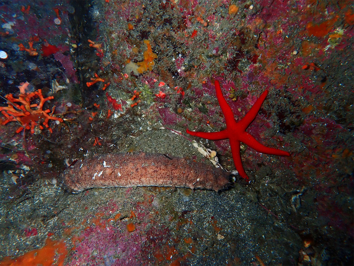 New Sea Cucumber Species Joins the Research Toolbox | Marine Biological ...