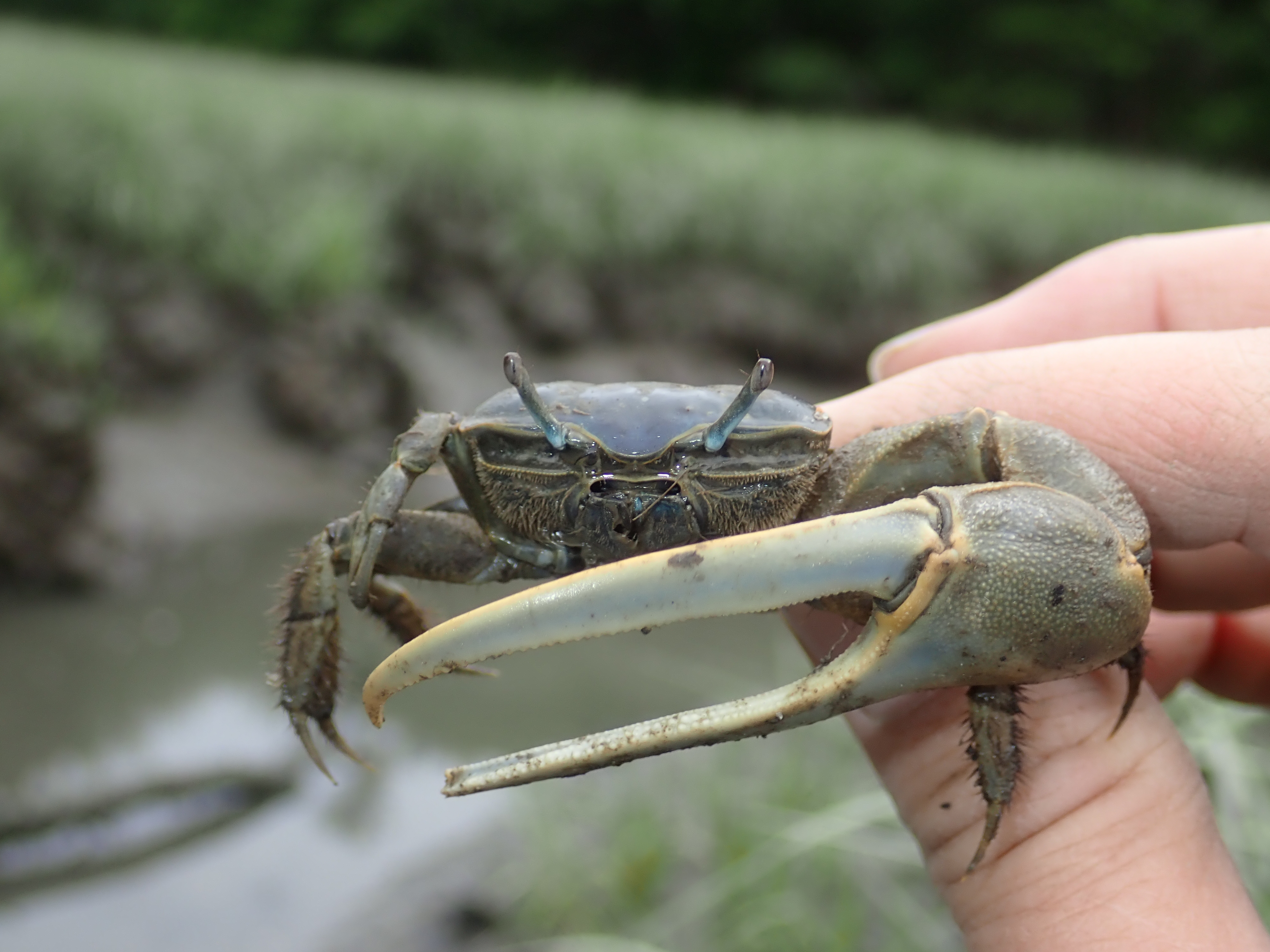Crabs on the Move: Climate Migrants Fiddle with the Great Marsh ...