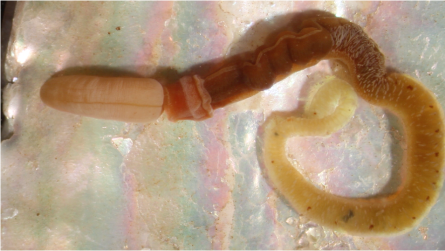 Beyond Needles: Introducing a New, Nature-Based Approach for Delivering ...