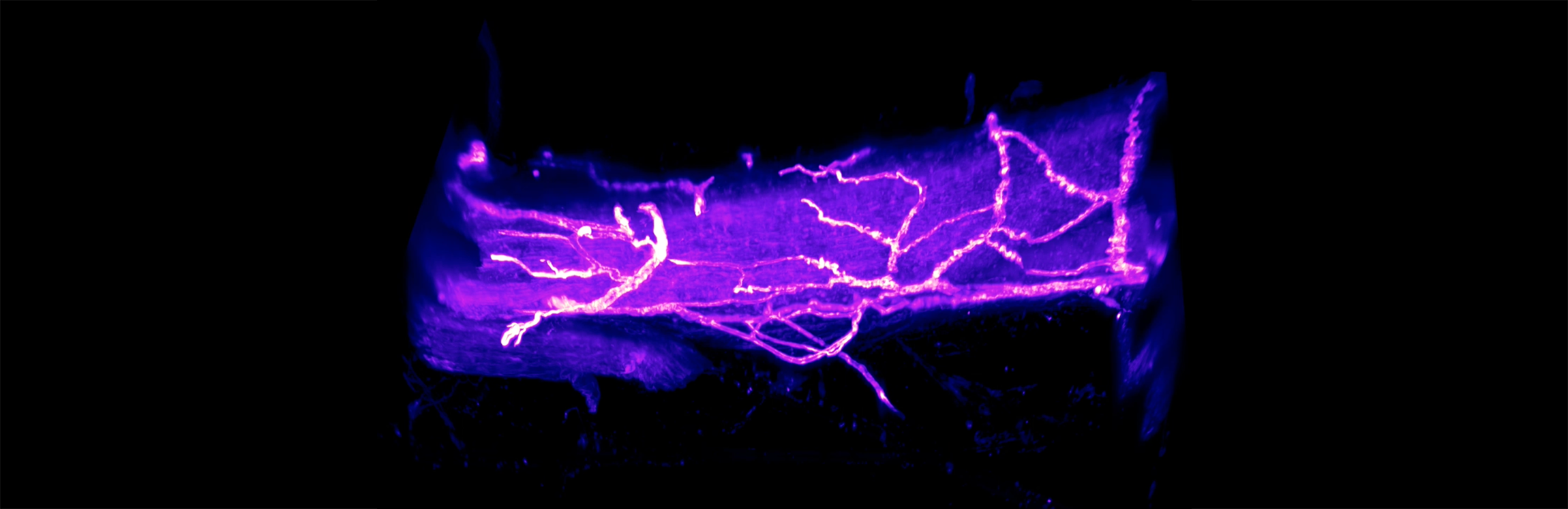 Imaging an Axon: The Squid Giant Axon of D. pealeii | Marine Biological ...