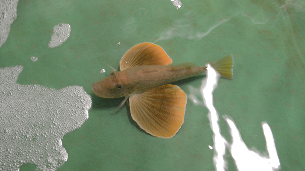 These Fish Use Their Legs (Yes, Legs) to Taste | Science Friday ...