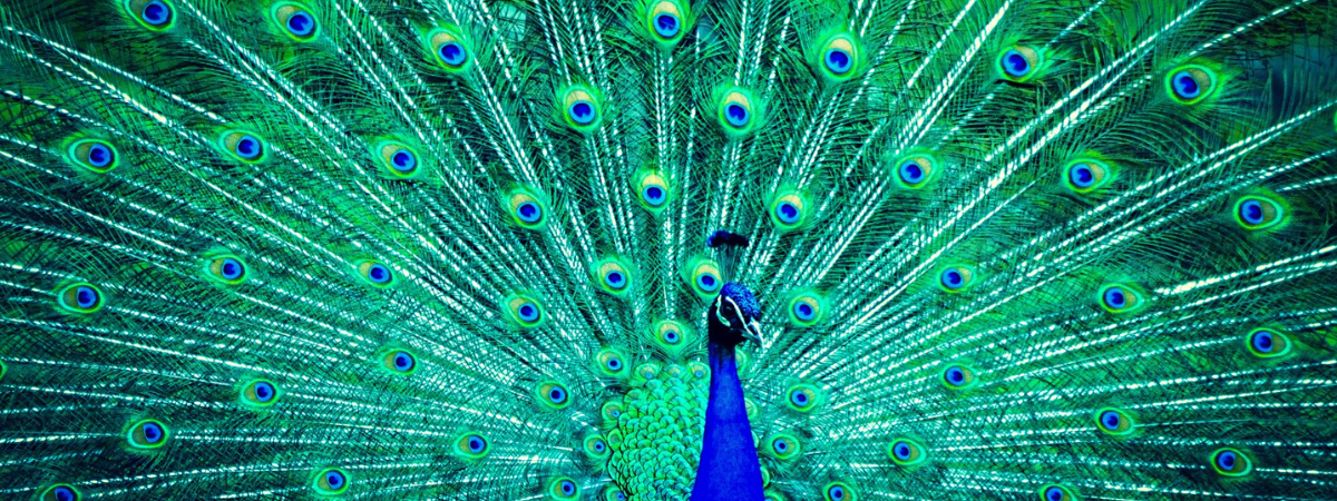 Biomimicry: What Nature Can Teach about Engineering & Design | WHYY ...