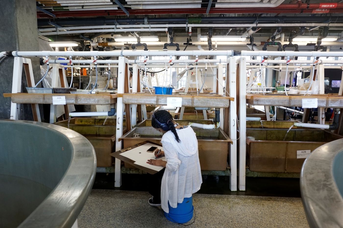 Merging Art and Science at the MBL | Marine Biological Laboratory