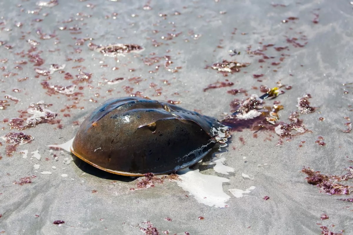 Whitman Fellow Designs Genomic Tools to Study Horseshoe Crab Eye ...