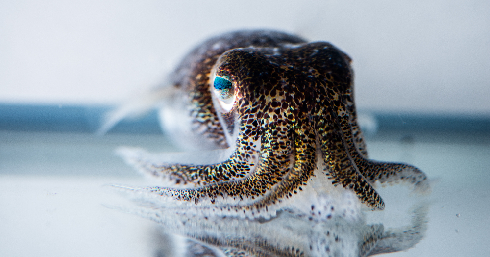 Baby Squids Hide in the Seabed | BBC Wildlife | Marine Biological ...