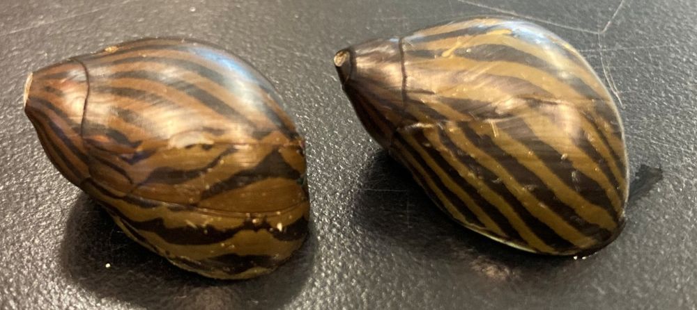 Do Light and Darkness Shape the Patterns on Shells? A Grass Fellow ...