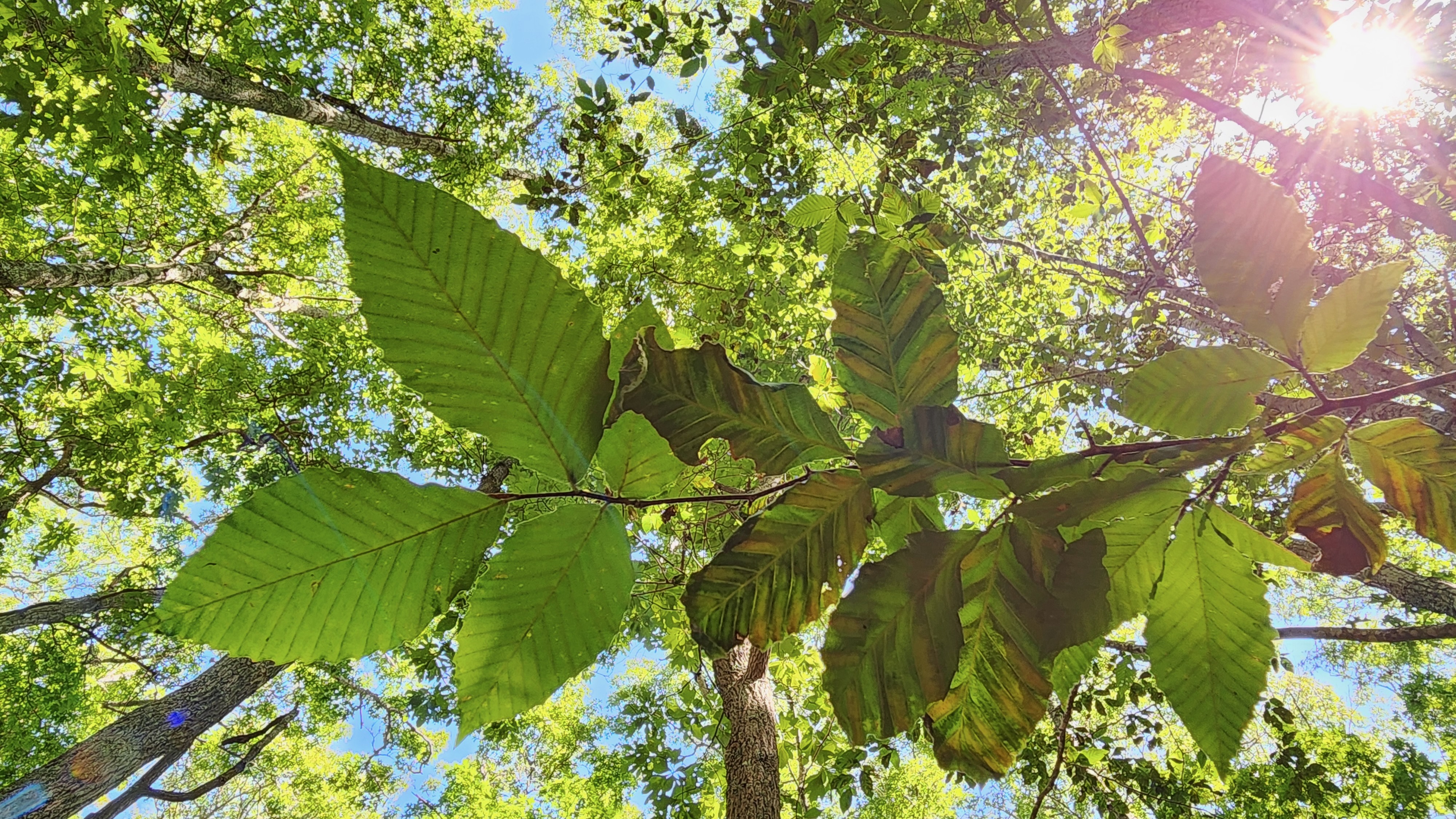 Effects of Beech Leaf Disease on Falmouth Trees Revealed in MBL Student ...