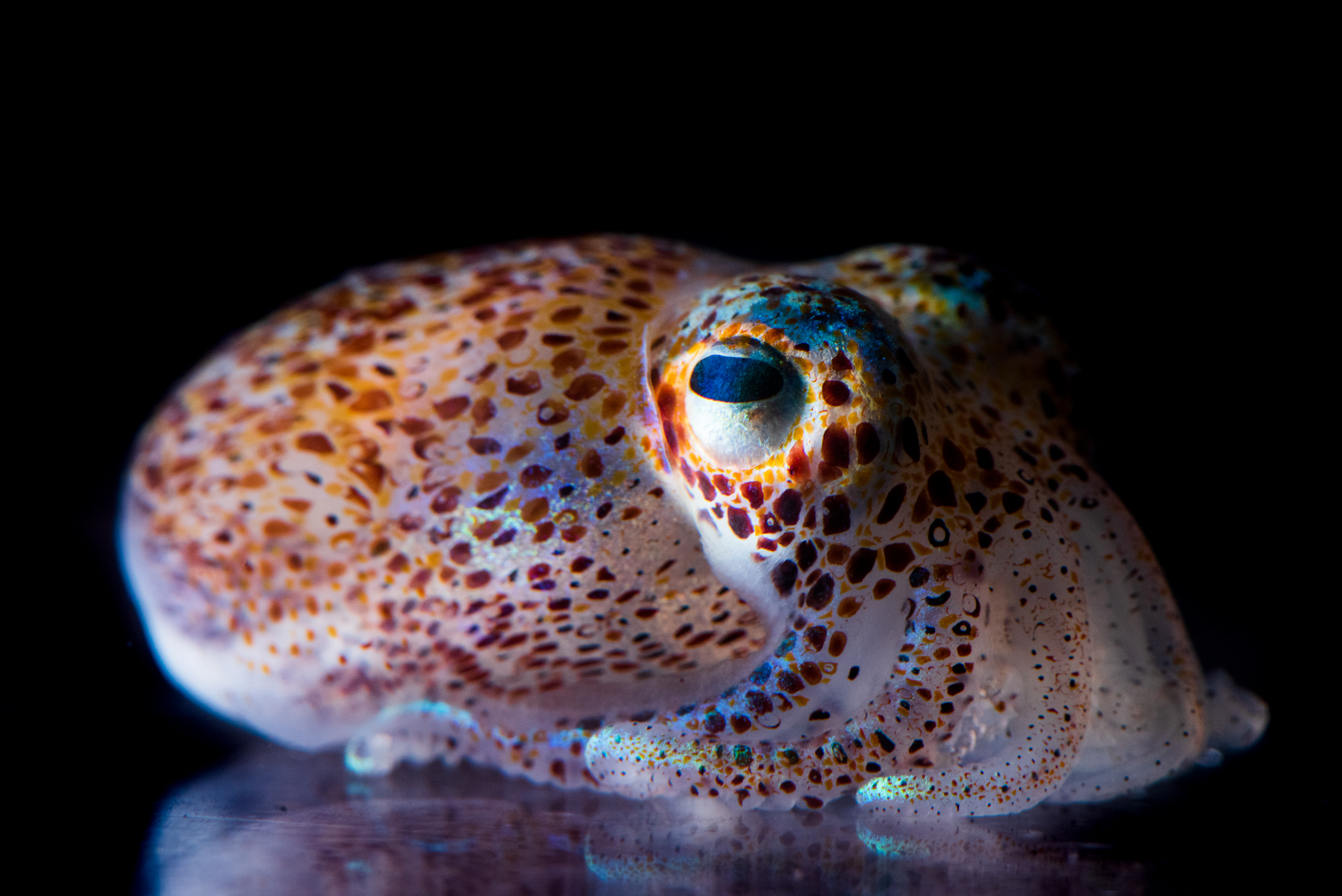 A New Way to Flirt: Dazzle Potential Mates With Patterns Invisible to ...