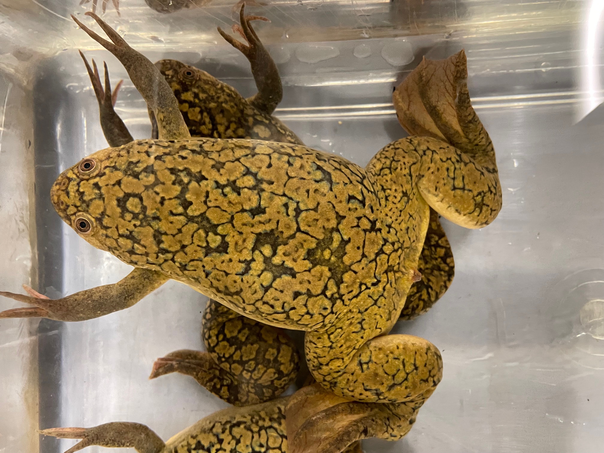 Male or Female? How Evolution Rewired Sex Determination in One Frog ...