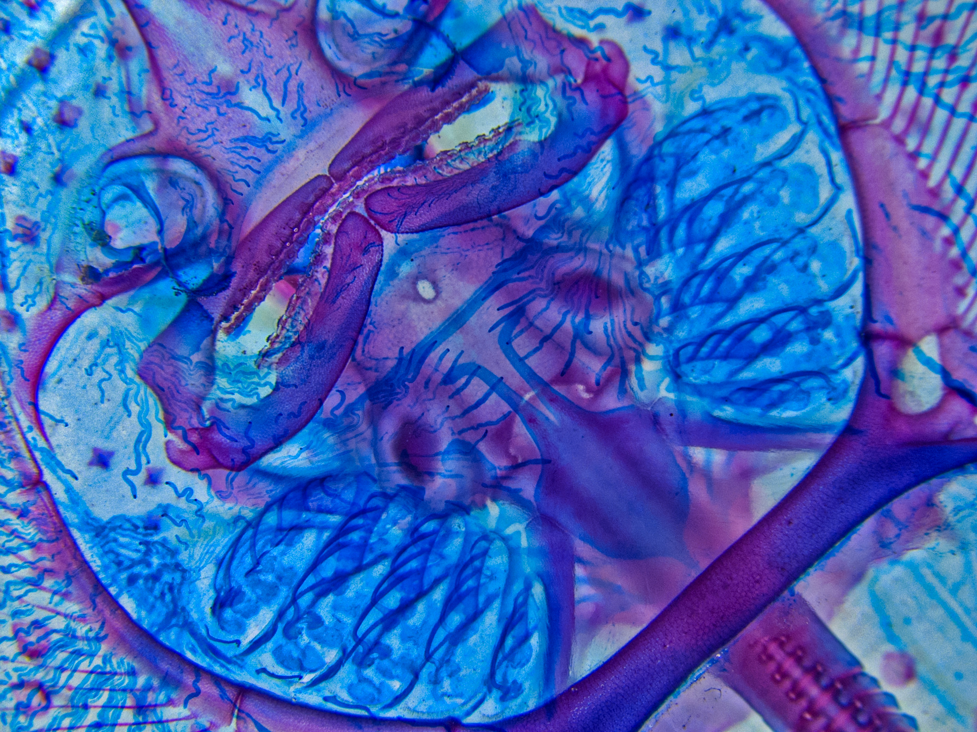 From Fins to Fingers: A Fresh Perspective on Repeating Body Parts and ...