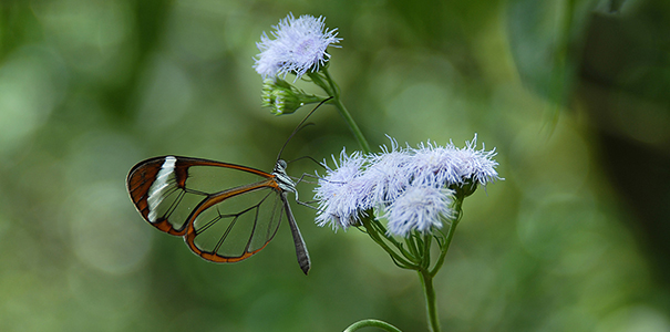 Seeing the Invisible: How Butterflies Make Transparent Wings | Marine ...