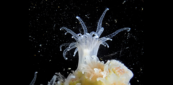 Microscope Allows Gentle, Continuous Imaging of Light-Sensitive Corals ...