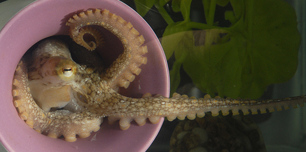 The Wily Octopus: King of Flexibility | Marine Biological Laboratory
