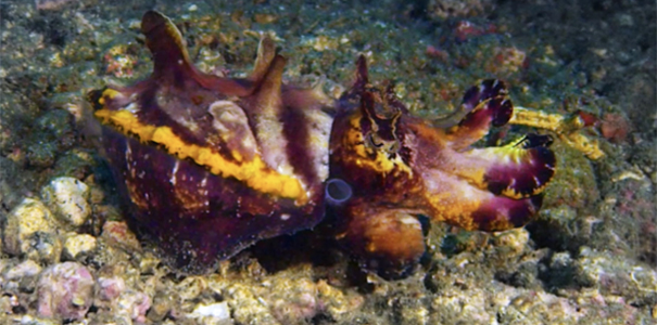 This Cuttlefish is Flamboyant on Special Occasions Only! | Marine ...