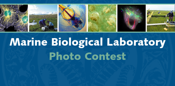The Marine Biological Laboratory Announces 2019 Photo Contest | Marine ...