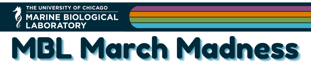 MBL March Madness: Non-Bilaterian Division | Marine Biological Laboratory