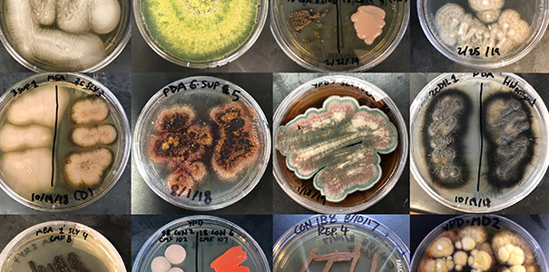 Deepening Diversity: First In-Depth Study of Marine Fungi and Their ...