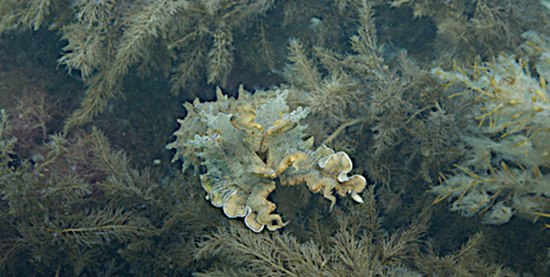 Inspired by Octopus Skin, Engineers Develop a Programmable ...