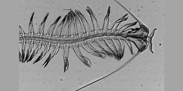 To Push or to Pull? How Many-Limbed Marine Organisms Swim | Marine ...