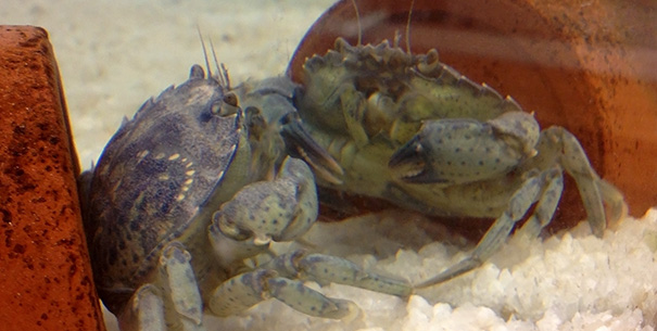 From Crab Studies, a Broader Approach to Identifying Brain Cells ...