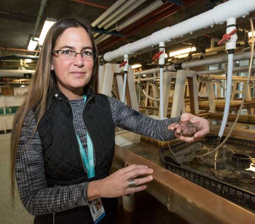 Coral Researcher Loretta Roberson Joins Marine Biological Laboratory ...