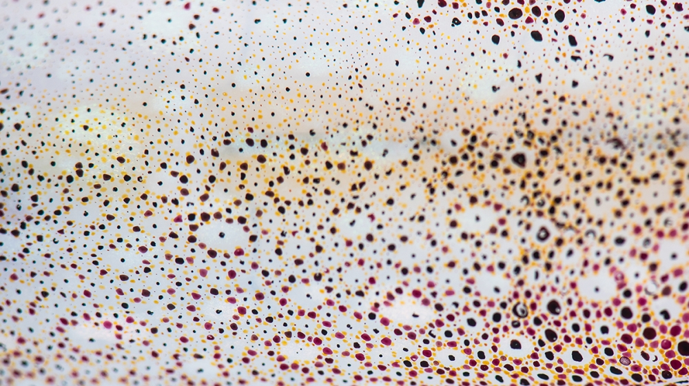 Longfin Squid | Marine Biological Laboratory