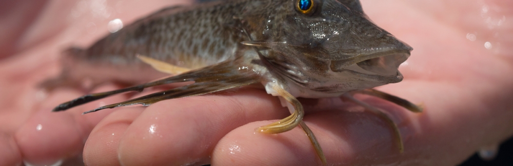 MBL March Madness: Sea Robin | Marine Biological Laboratory