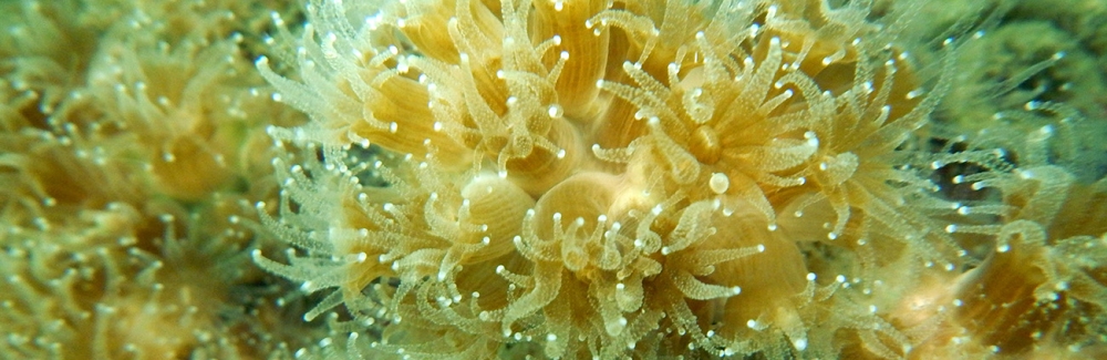 The Algae That Might Save Earth’s Coral Reefs | Nautilus | Marine ...