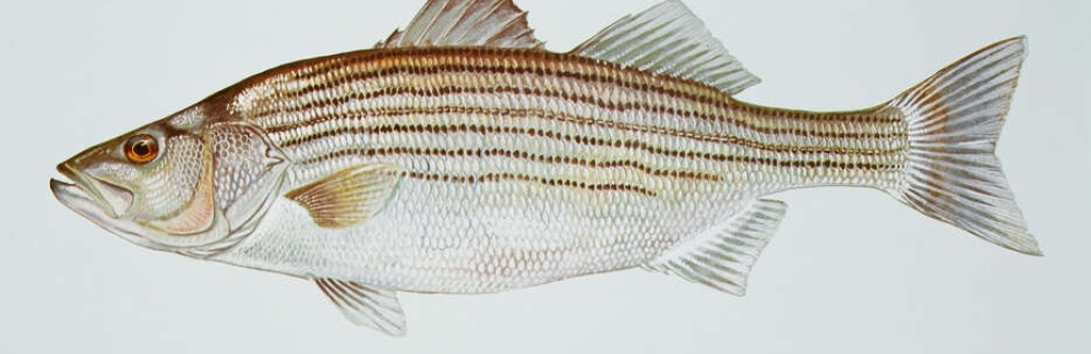 Tagging Fish for the Striped Bass Magic Project (Video) | On the Water ...