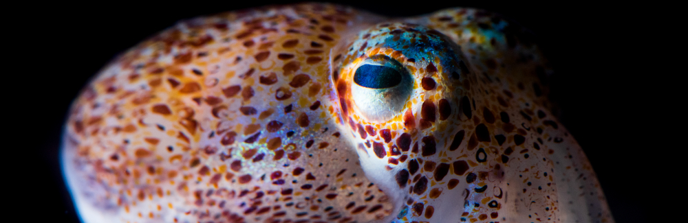 A New Way to Flirt: Dazzle Potential Mates With Patterns Invisible to ...