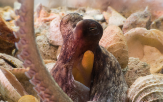 California Two-Spot Octopus | Marine Biological Laboratory