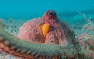 California Two-Spot Octopus | Marine Biological Laboratory