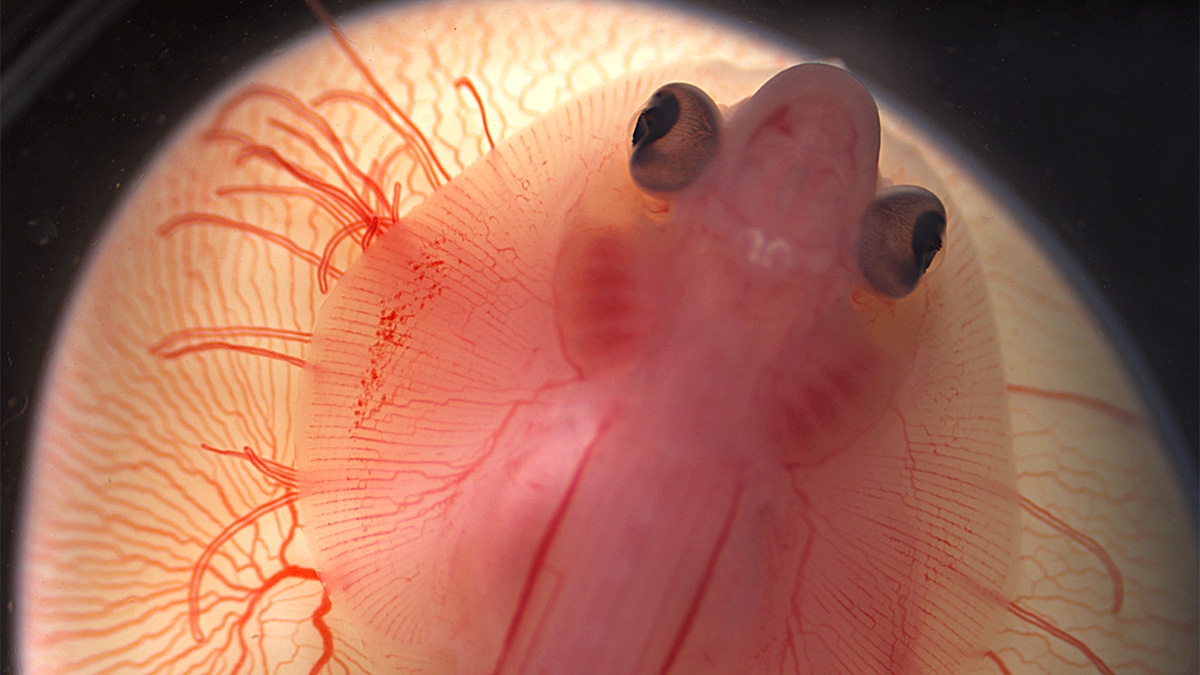 A New Way to Think About Evolution, Courtesy of the Little Skate ...