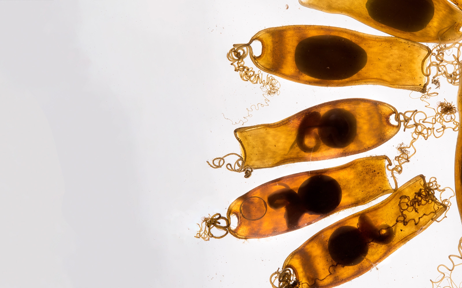 Research Organisms | Marine Biological Laboratory