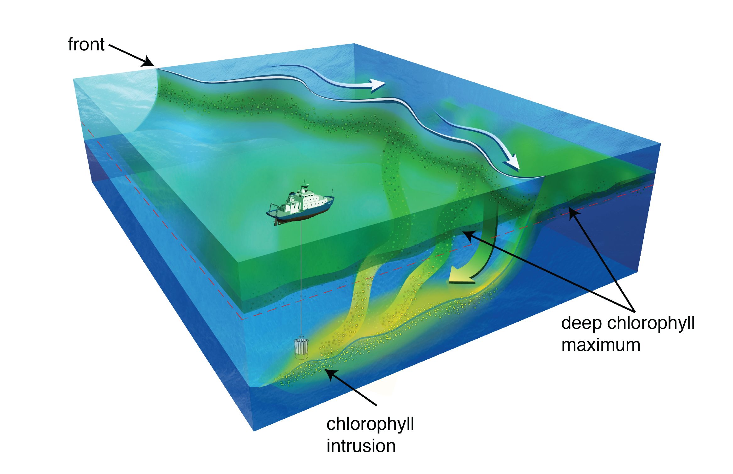 Ocean Currents Act as 'Expressway' to the Depths for Tiny Organisms ...