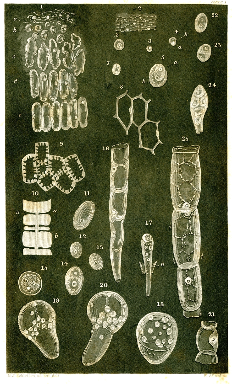 Theory of Cells as Basic Units of Life | Marine Biological Laboratory