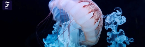 Comb Jelly | Marine Biological Laboratory